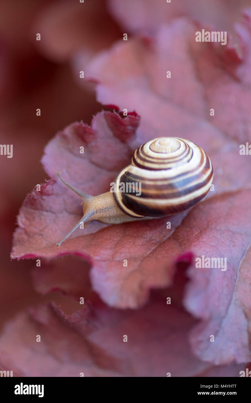 A snail on plant leaf Stock Photo - Alamy