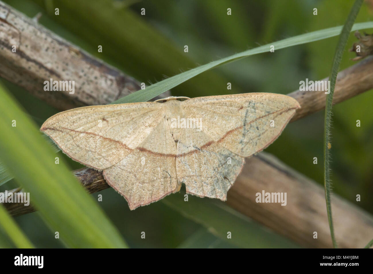 Blood vein moth (Timandra comae Stock Photo - Alamy