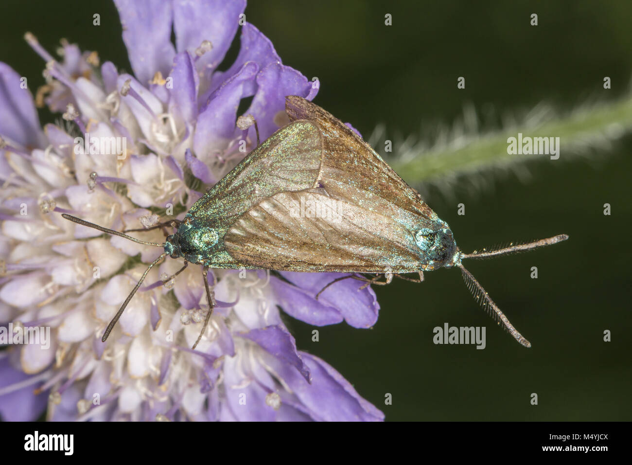 Green forester (Adscita statices Stock Photo - Alamy
