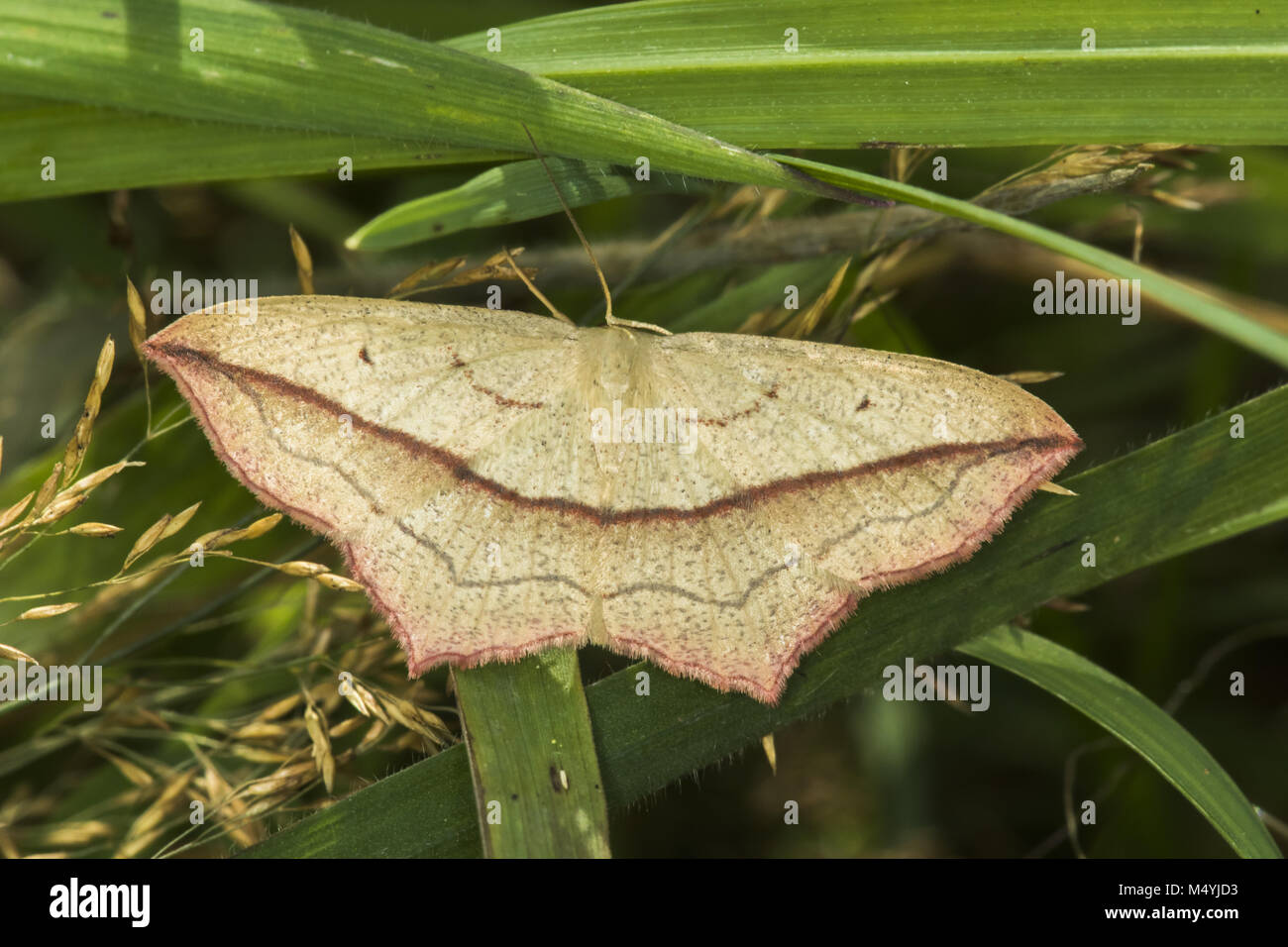 Blood vein moth (Timandra comae Stock Photo - Alamy