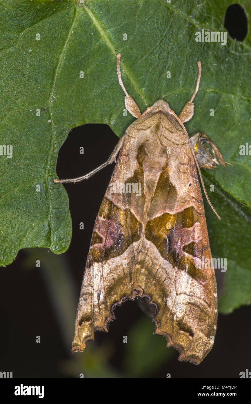 Angle shades moths hi-res stock photography and images - Alamy