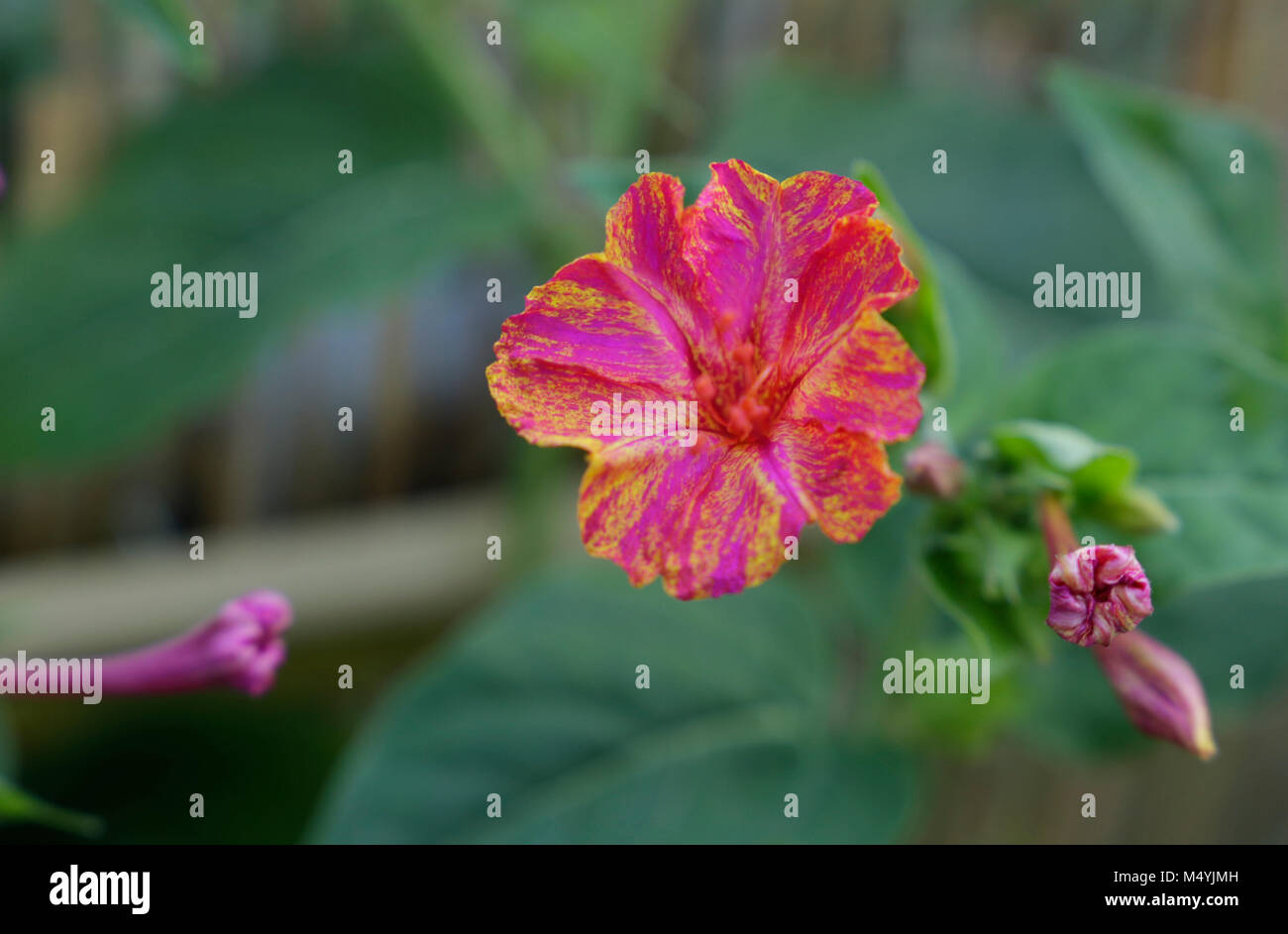 Mirabilis orange hi-res stock photography and images - Alamy