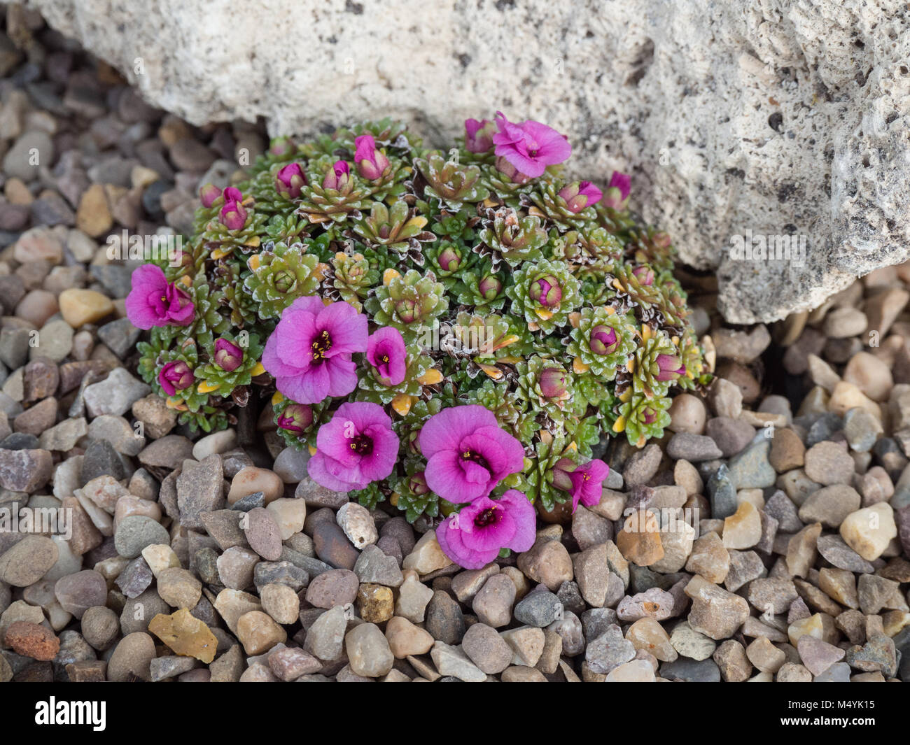 Alpine trough rock hi-res stock photography and images - Alamy
