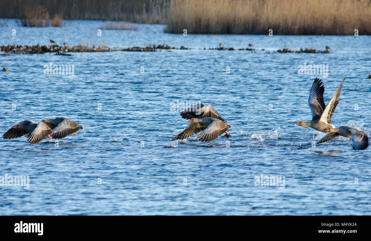 greylag geese taking off from a lake Stock Photo - Alamy