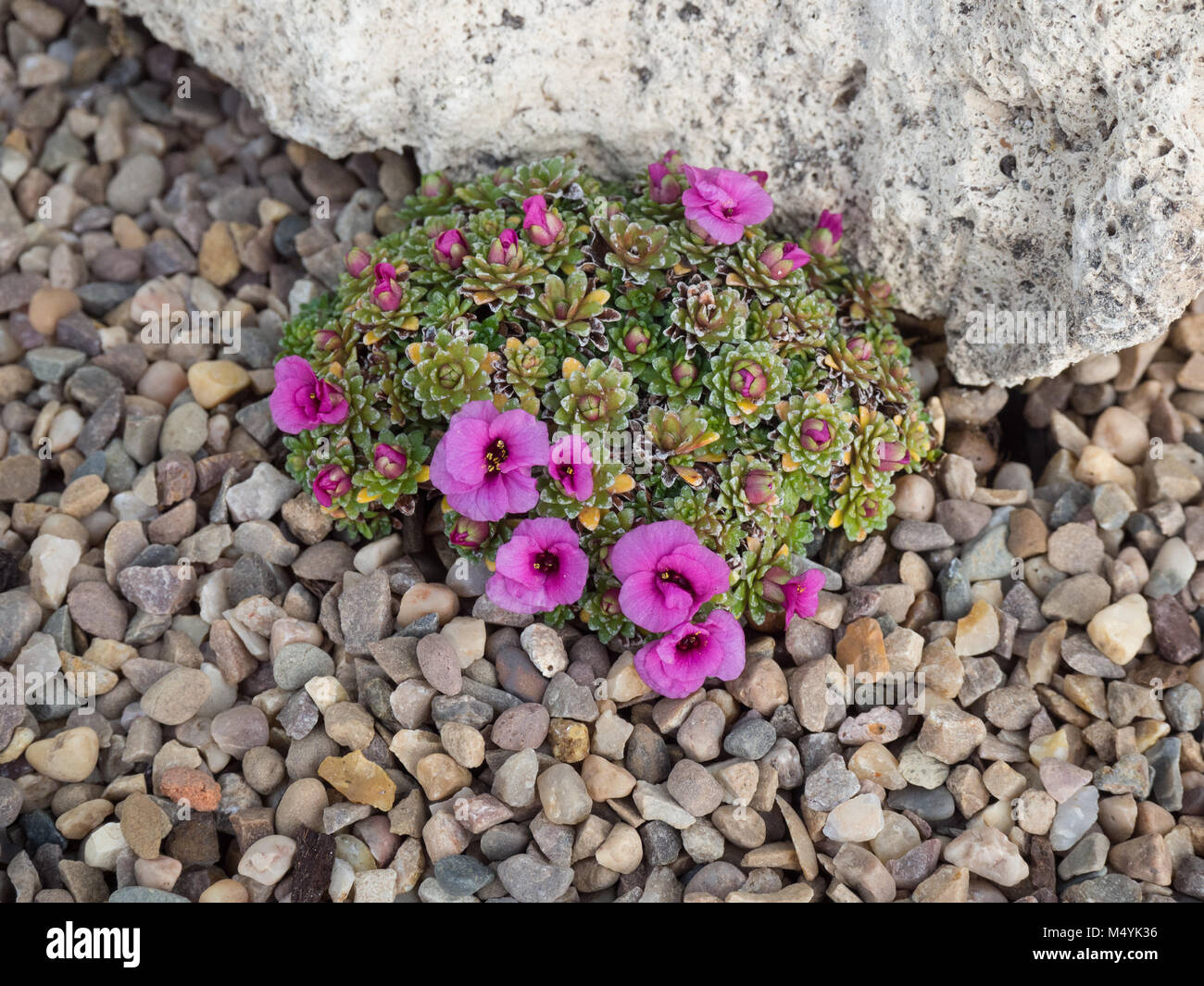 Alpine trough rock hi-res stock photography and images - Alamy