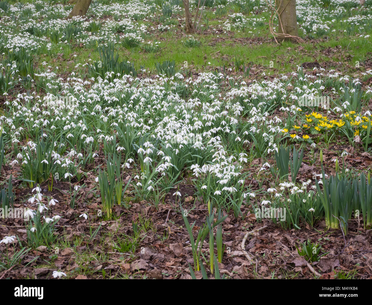 Snowdrop naturalized under deciduous trees Stock Photo - Alamy