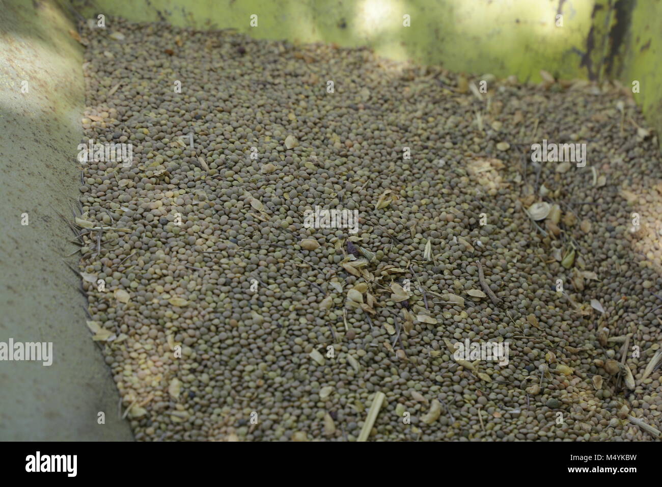 Sorting lentils in a machine Stock Photo - Alamy