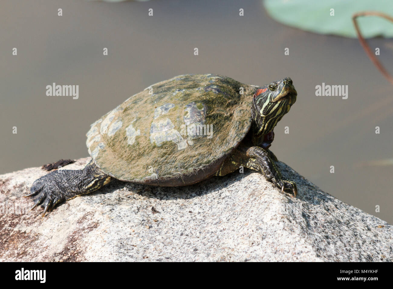 Red-eared terrapin or Red eared slider (Trachemys scripta elegans ...