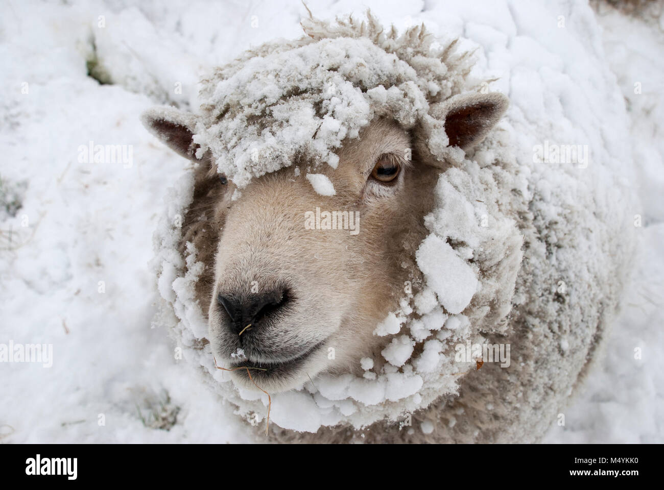 Sheep in snow Stock Photo - Alamy