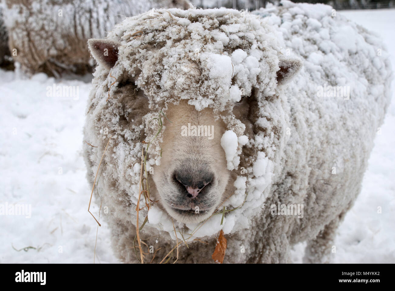 Sheep in snow Stock Photo - Alamy