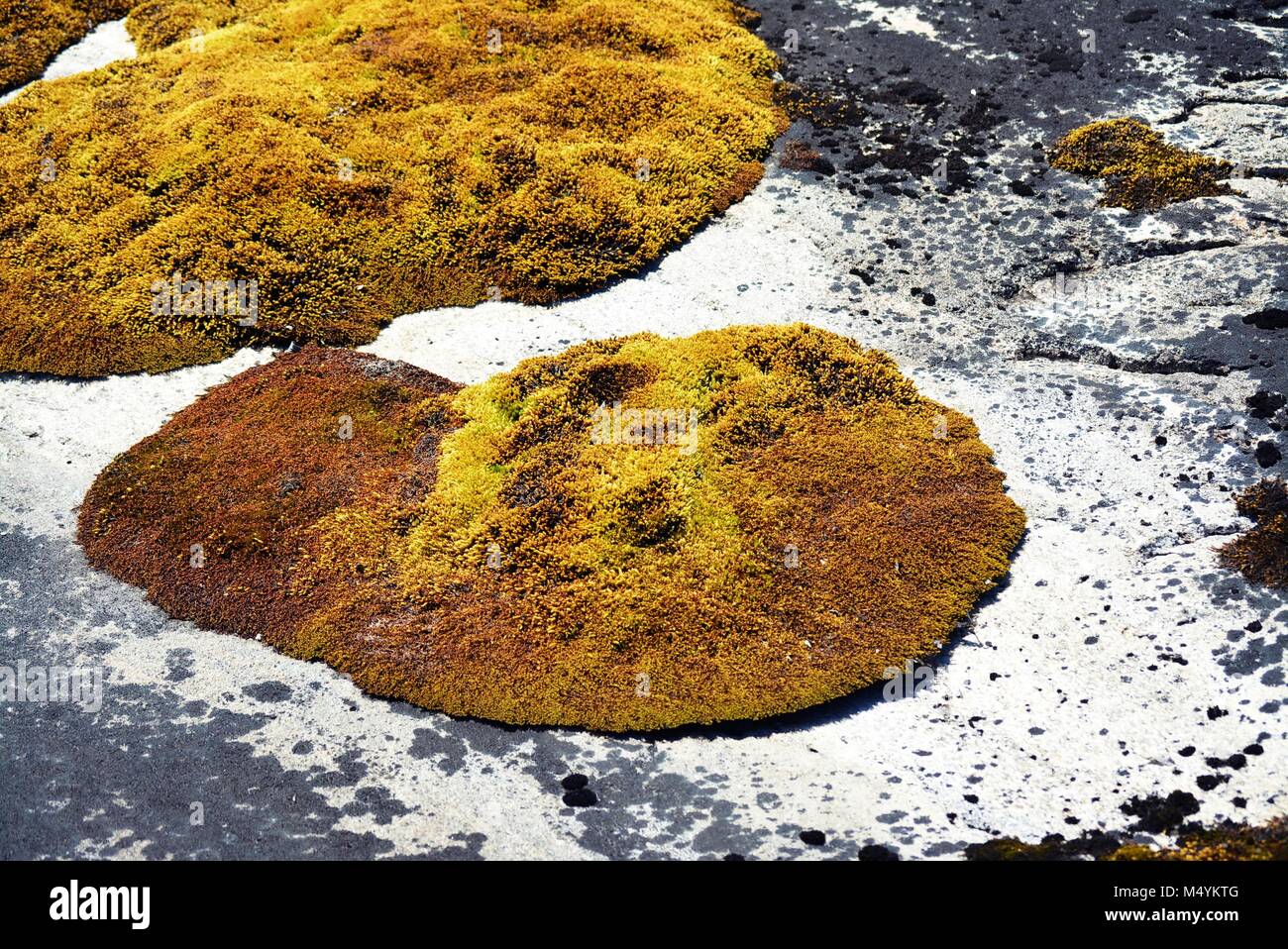 yellow mossy rocks in Greenland Ilulissat - Denmark Stock Photo - Alamy