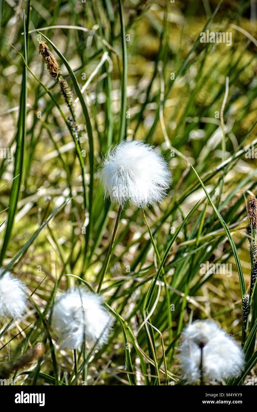 beautiful arctic cotton grass growing in Ilulissat Greenland - Disko ...