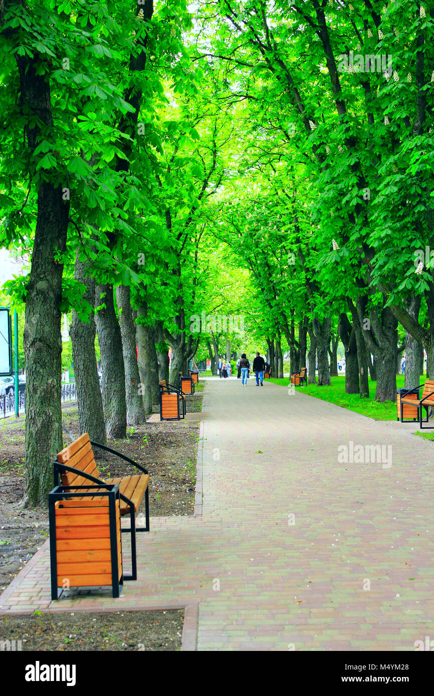 city park with promenade path benches and big green trees Stock Photo ...