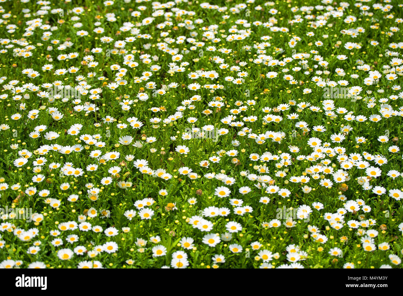 daisy flowers in nature Stock Photo - Alamy