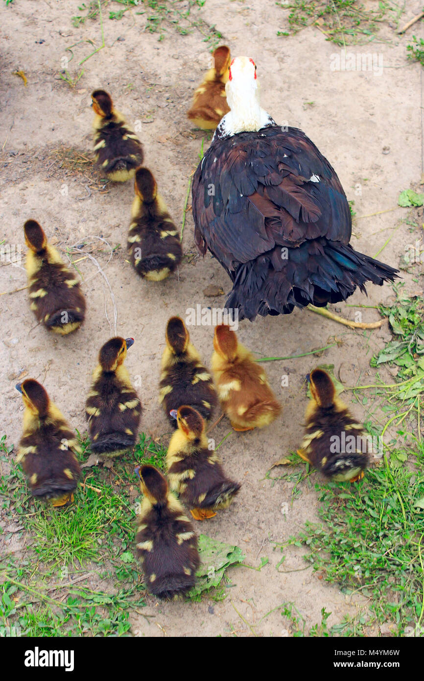 Muscovy duck hen with amusing ducklings go in the poultry Stock Photo ...