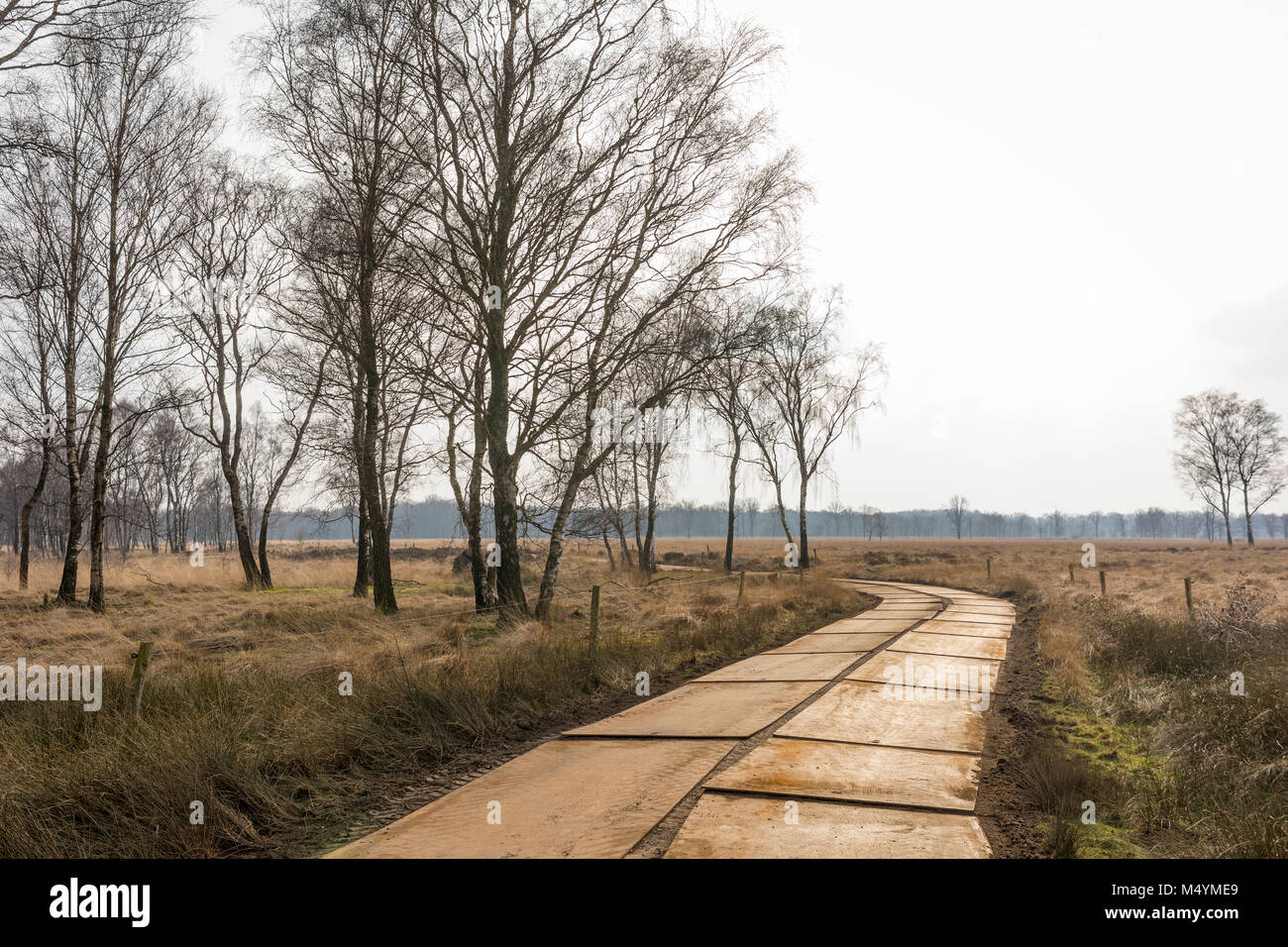 Temporary road of iron plates due to nature restoration at nature ...