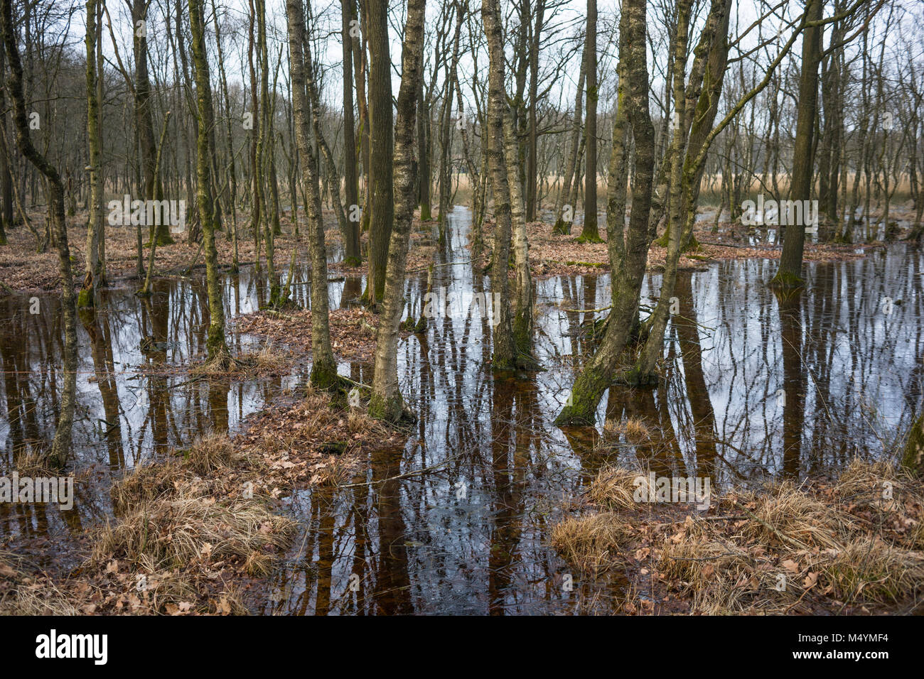 Flooded trees in winter caused by raised water level and nature ...