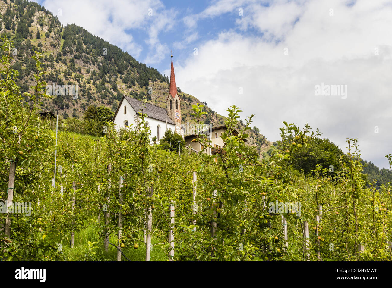 Trees in italy hi-res stock photography and images - Alamy