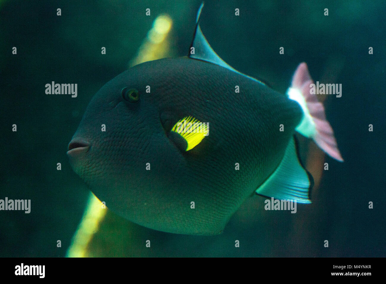 Yellow fins hi-res stock photography and images - Alamy