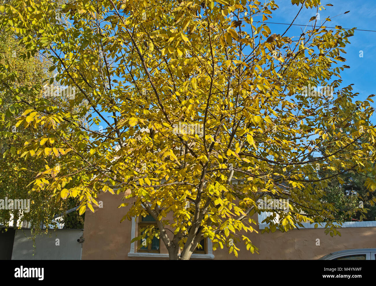 Walnut tree autumn hi-res stock photography and images - Alamy
