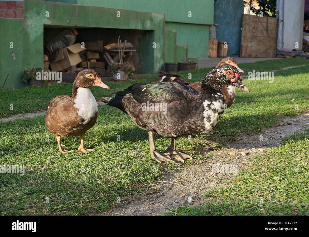 Posing duck hi-res stock photography and images - Alamy