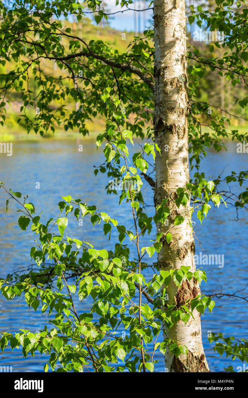 Birch tree at a lake Stock Photo - Alamy