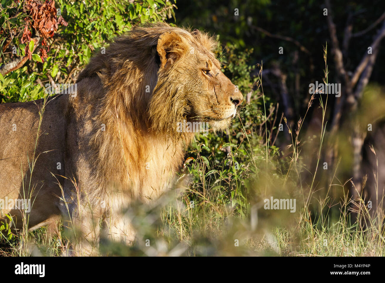 Male lion in the bush Stock Photo - Alamy