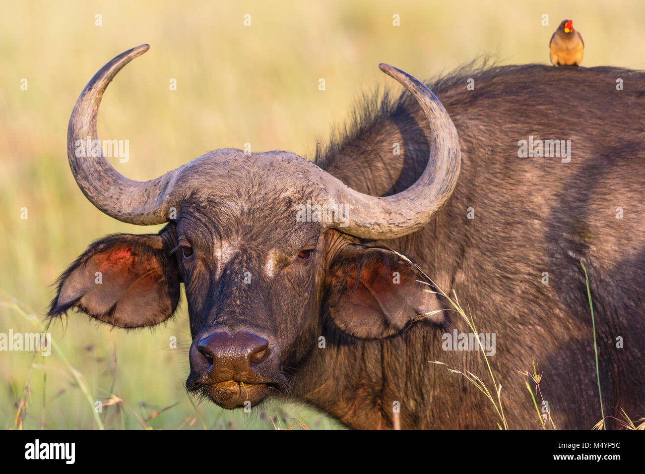 Buffalo yellow grass hi-res stock photography and images - Alamy