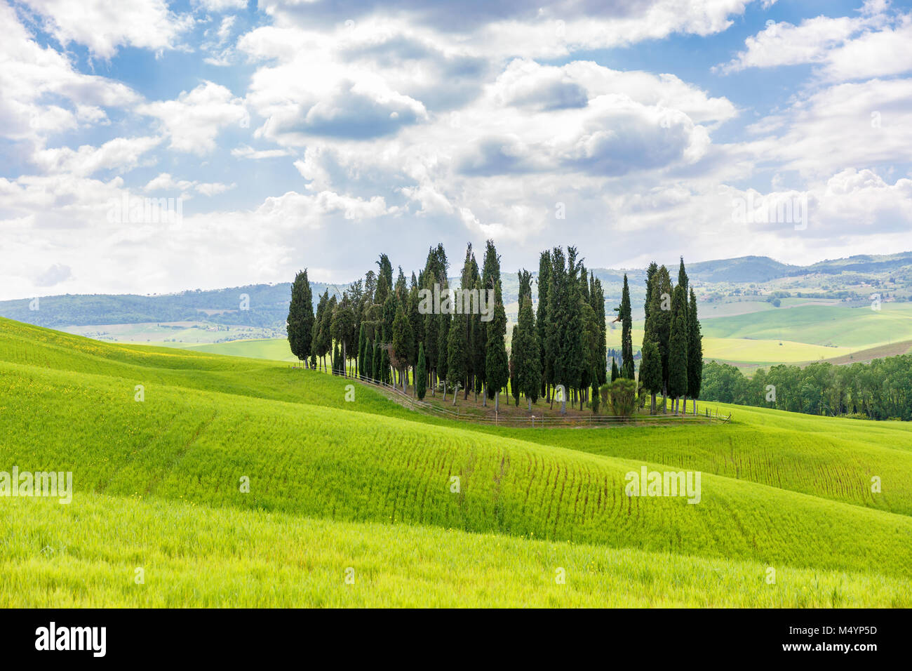 Aerial view cypress trees hi-res stock photography and images - Alamy