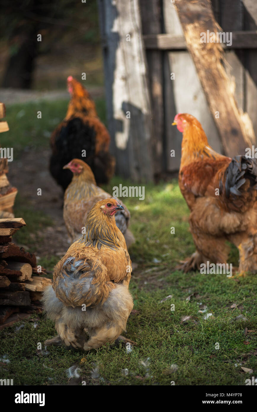 Chicken walking in the yard Stock Photo - Alamy