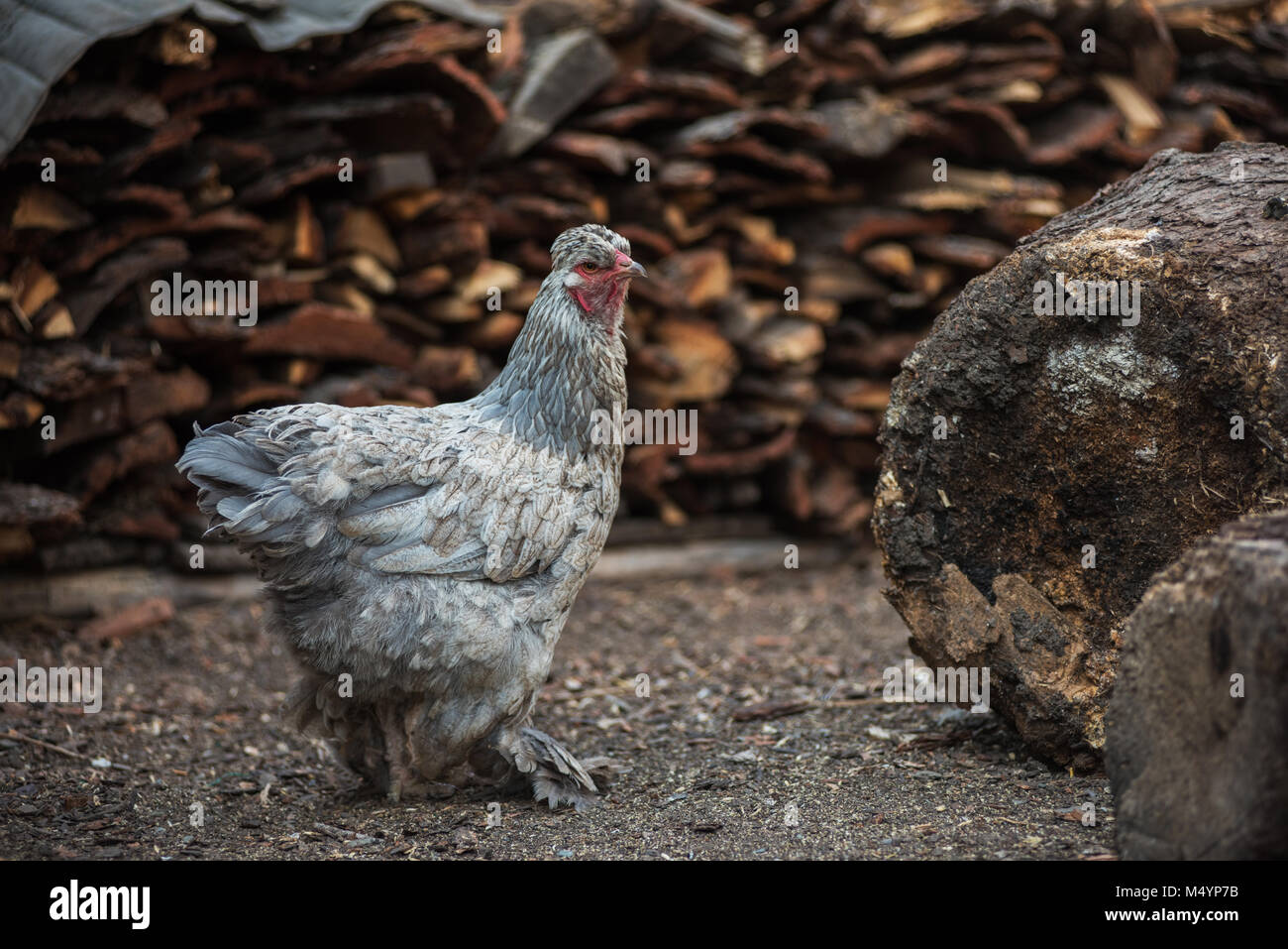 Chicken walking in the yard Stock Photo - Alamy