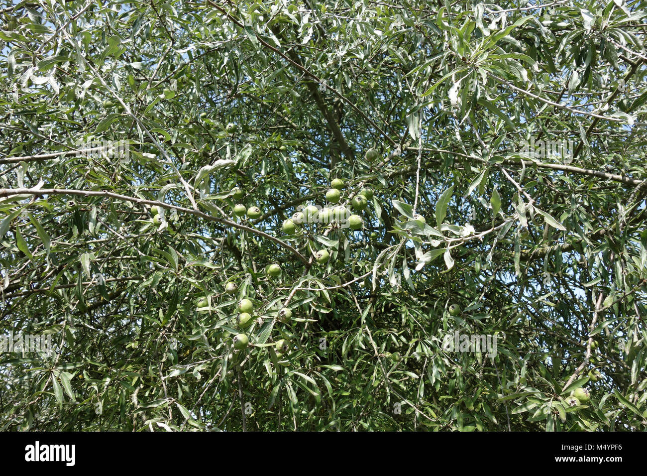 Pyrus salicifolius, willow-leaved pear Stock Photo - Alamy