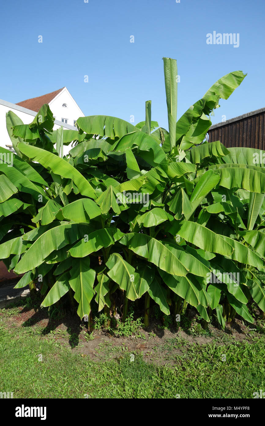 Musa ensete, banana Stock Photo - Alamy