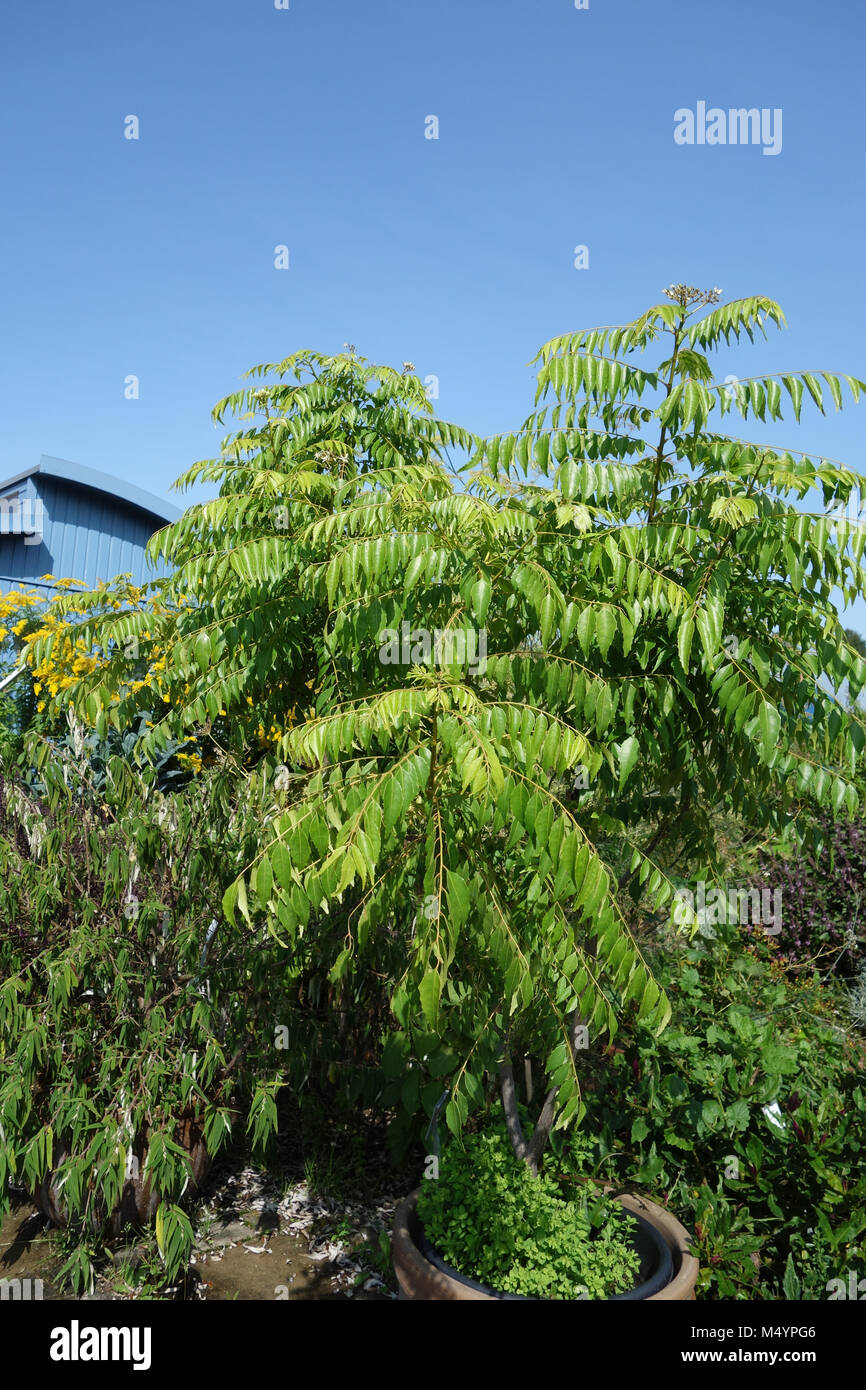 Murraya koenigii, curry tree Stock Photo - Alamy