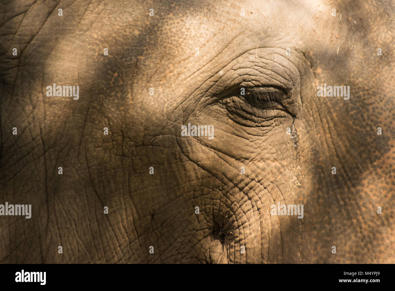 Elephant tear hi-res stock photography and images - Alamy