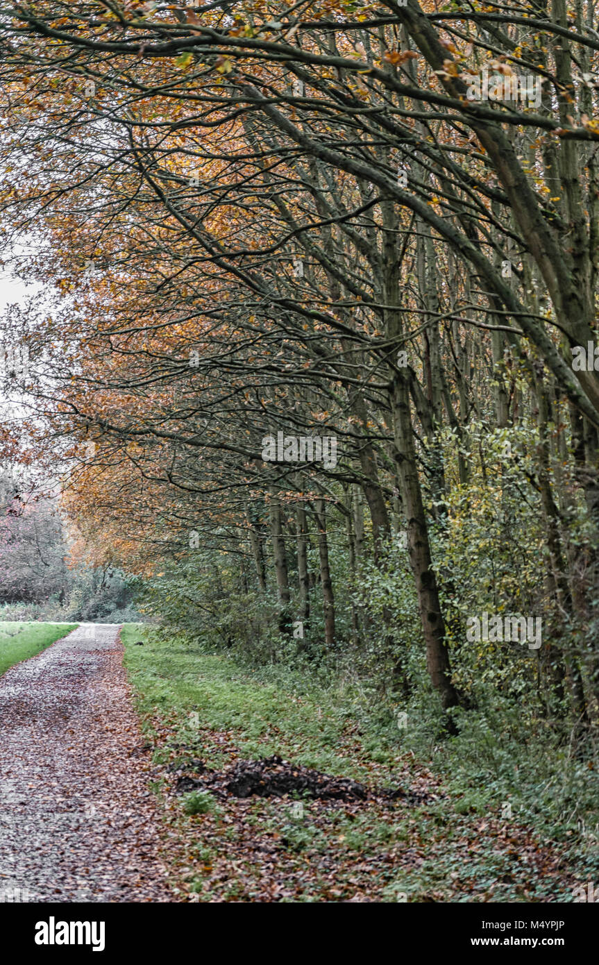 Forest path surrounded by trees hi-res stock photography and images - Alamy