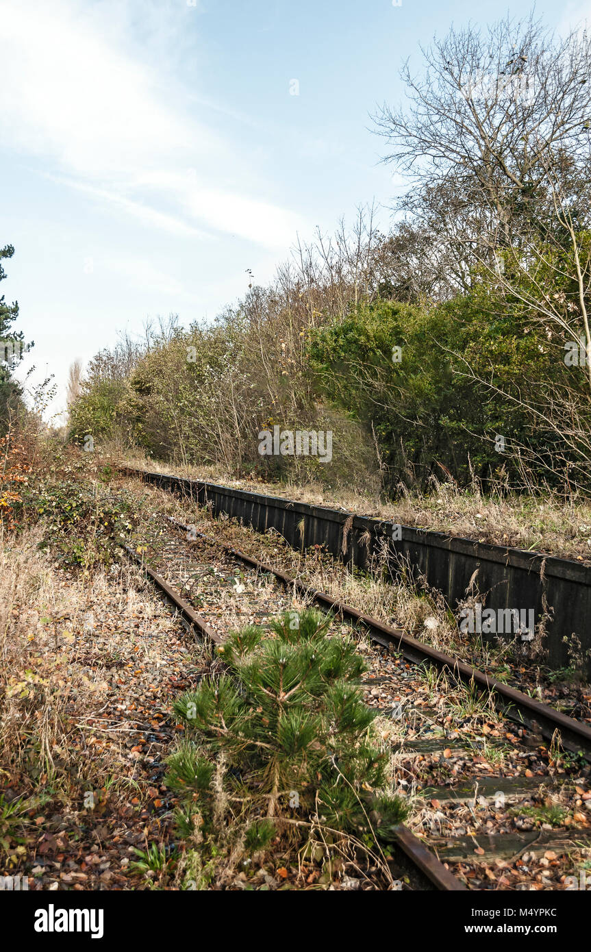 Railroad and pine trees hi-res stock photography and images - Alamy