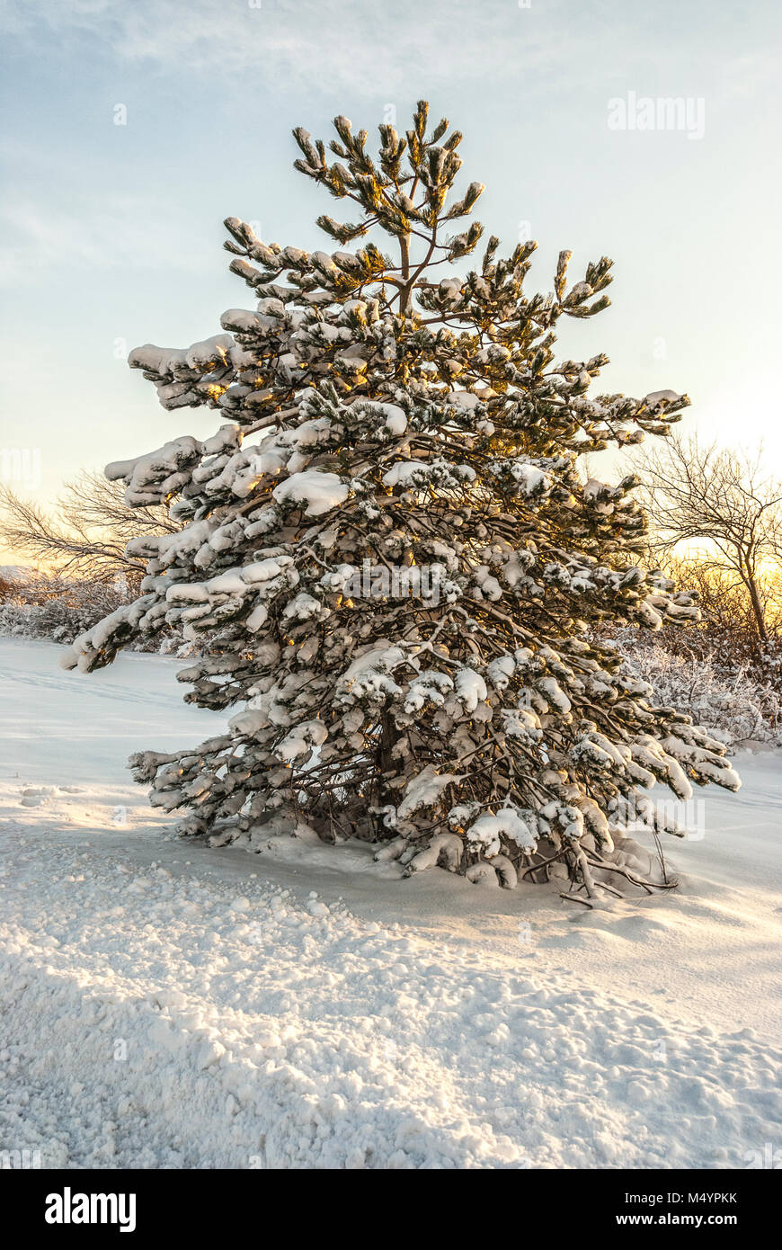 Grand fir tree hi-res stock photography and images - Alamy