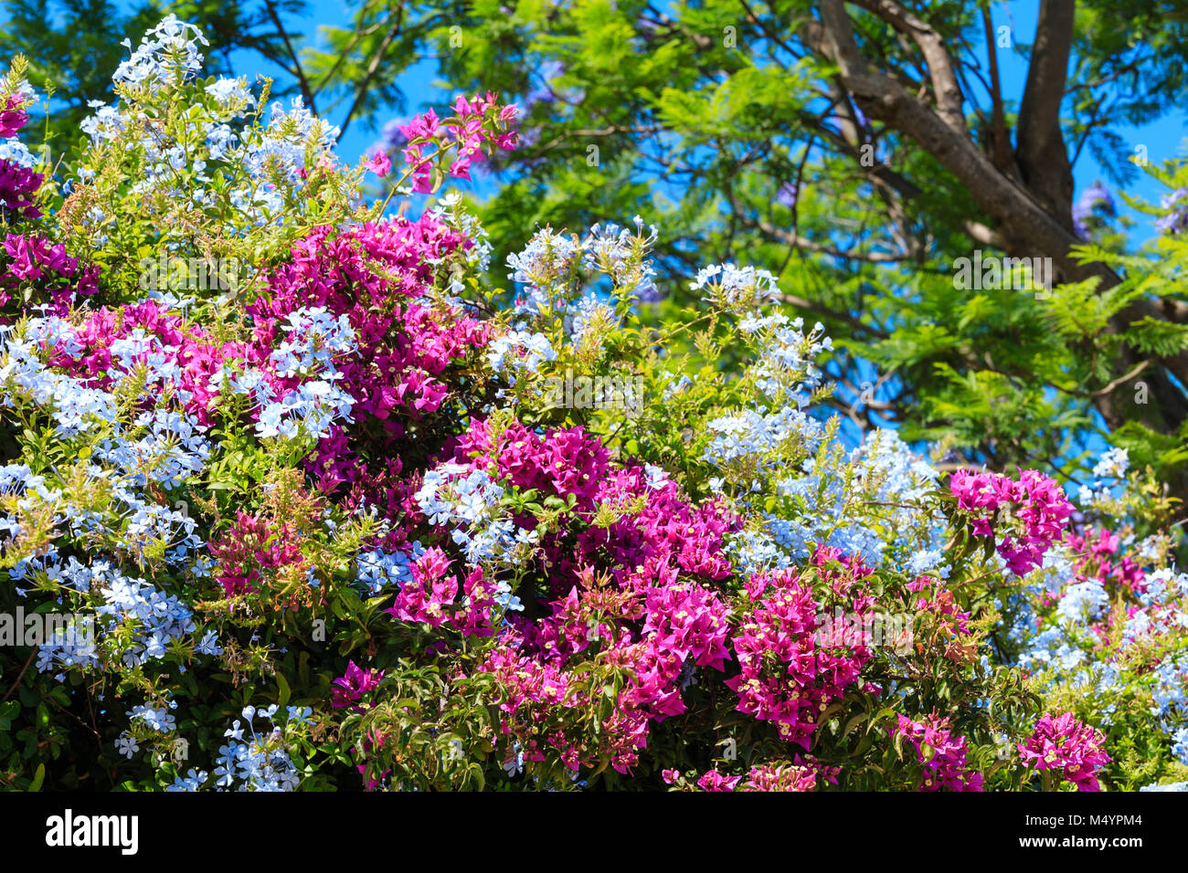 Bougainvillea tree and Phlox plant closeup Stock Photo - Alamy