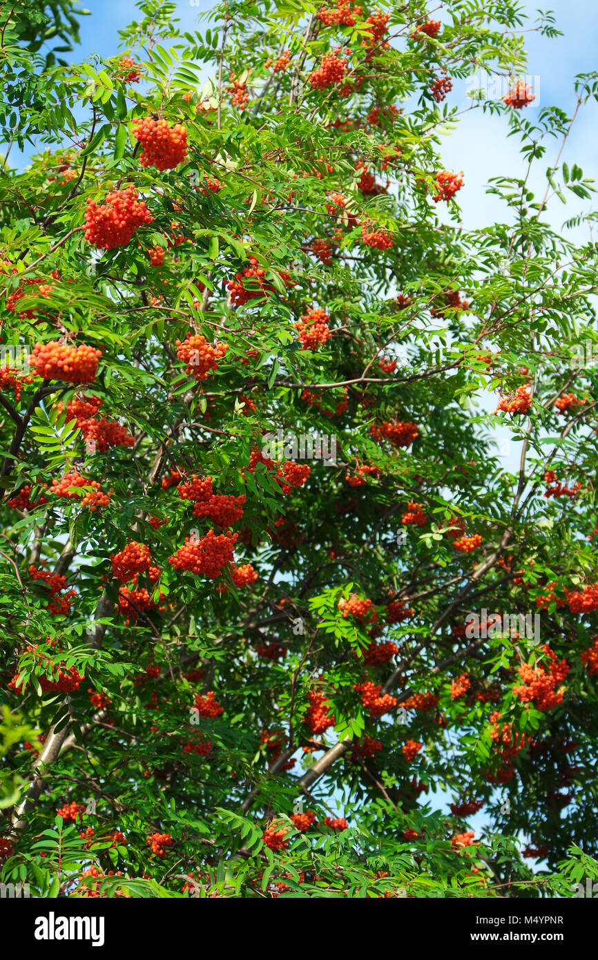 Rowanberry hi-res stock photography and images - Alamy
