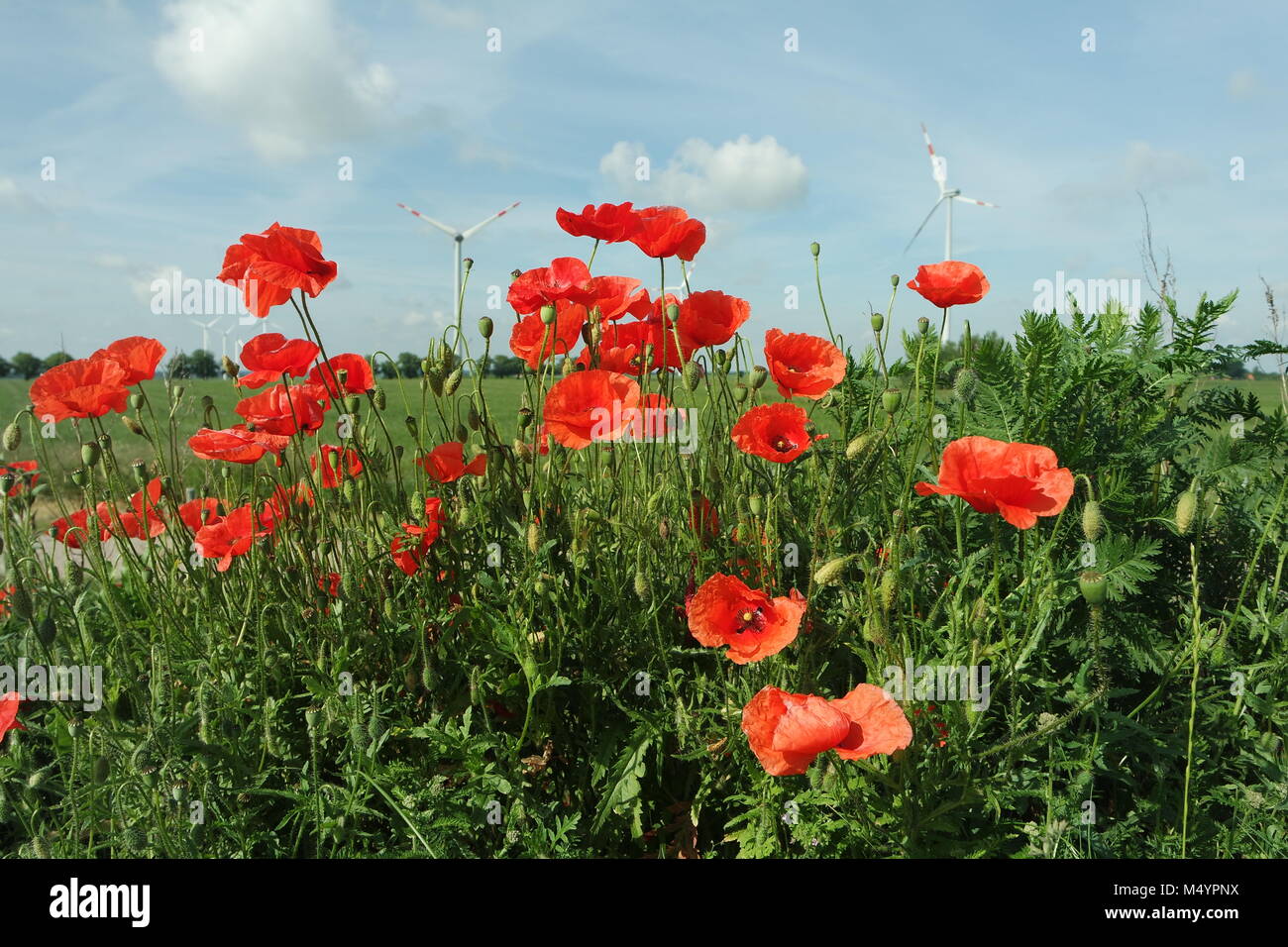 Wild poppy on the field edge Stock Photo - Alamy