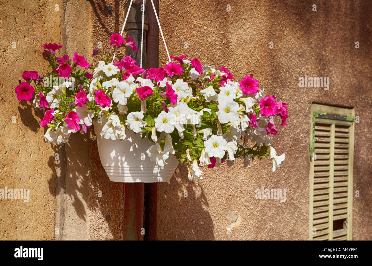 Oleander der provence hi-res stock photography and images - Alamy