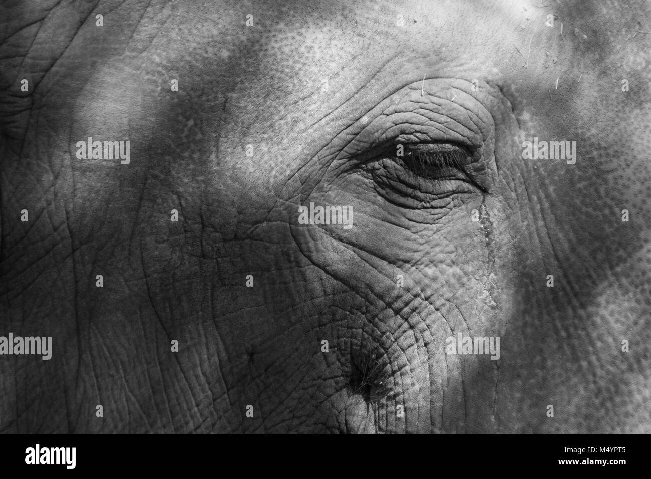Crying elephant hi-res stock photography and images - Alamy