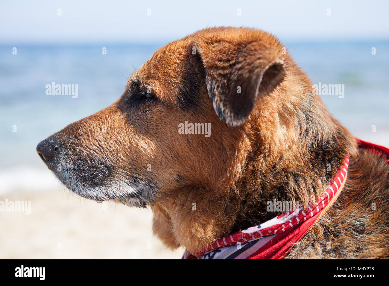 Baywatch dog hi-res stock photography and images - Alamy