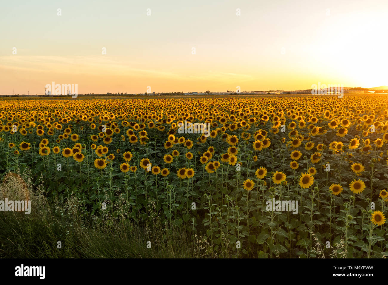 Van gogh sunflowers arles hi-res stock photography and images - Alamy