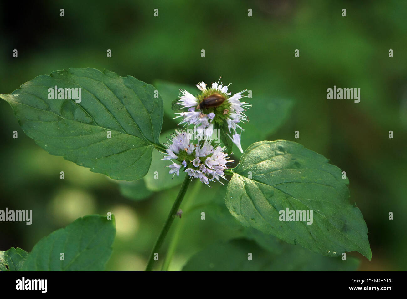 Aquatic mint (Mentha aquatica Stock Photo - Alamy