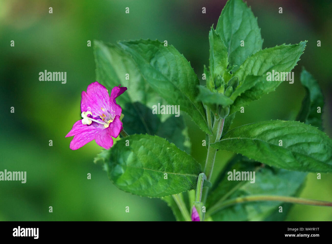 Codlins and cream hi-res stock photography and images - Alamy