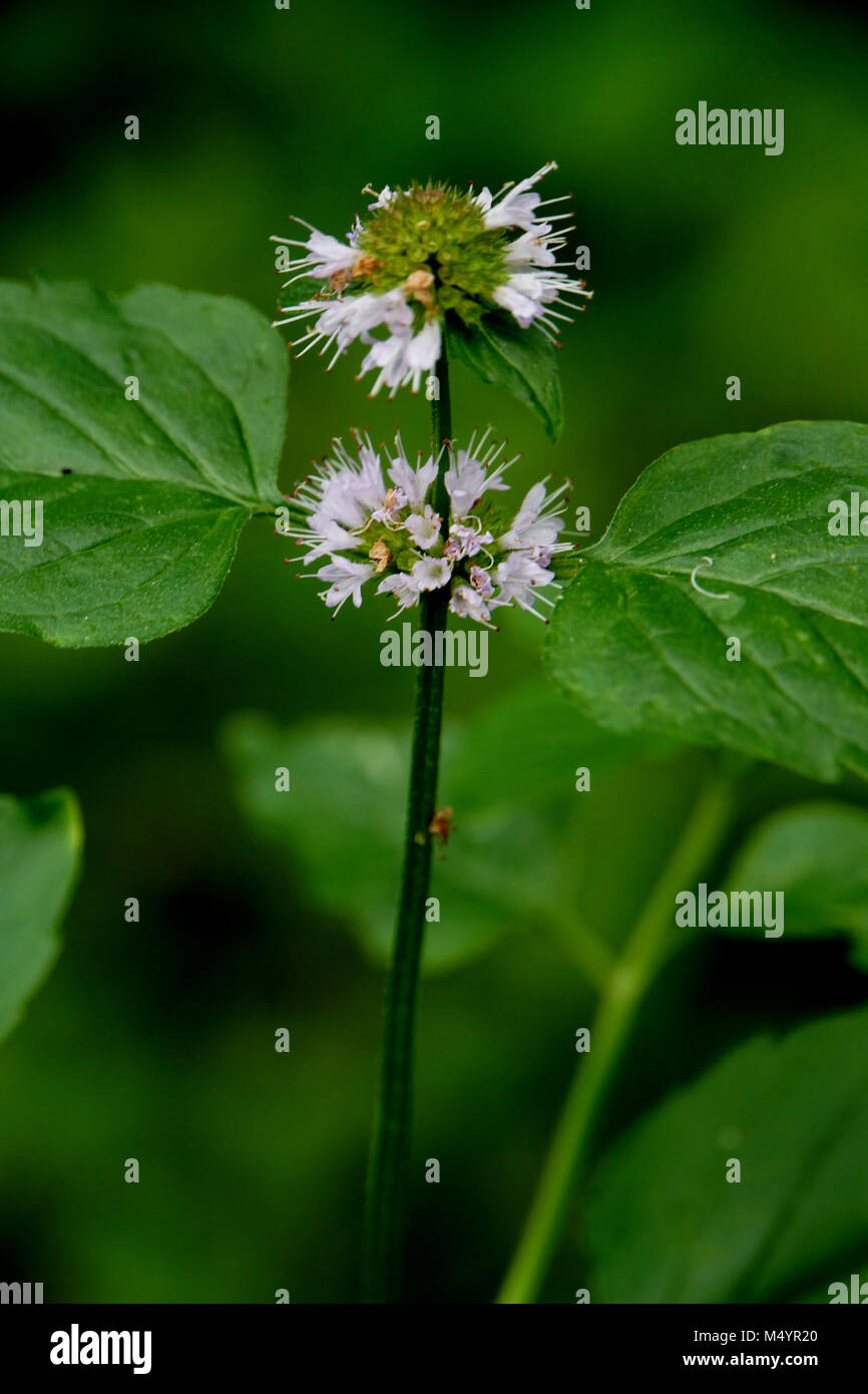 Aquatic mint (Mentha aquatica Stock Photo - Alamy