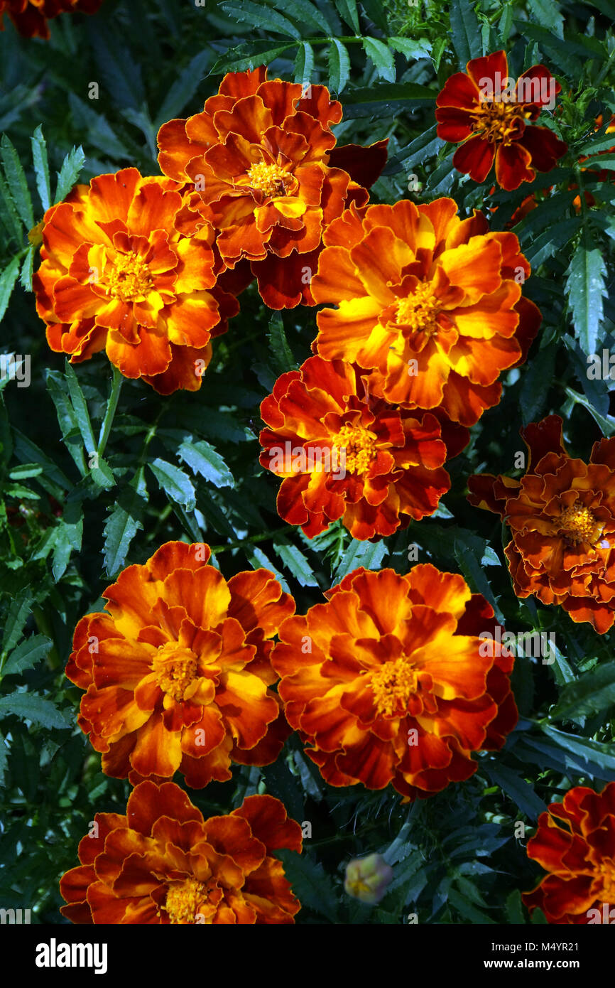 Dwarf marigold hi-res stock photography and images - Alamy
