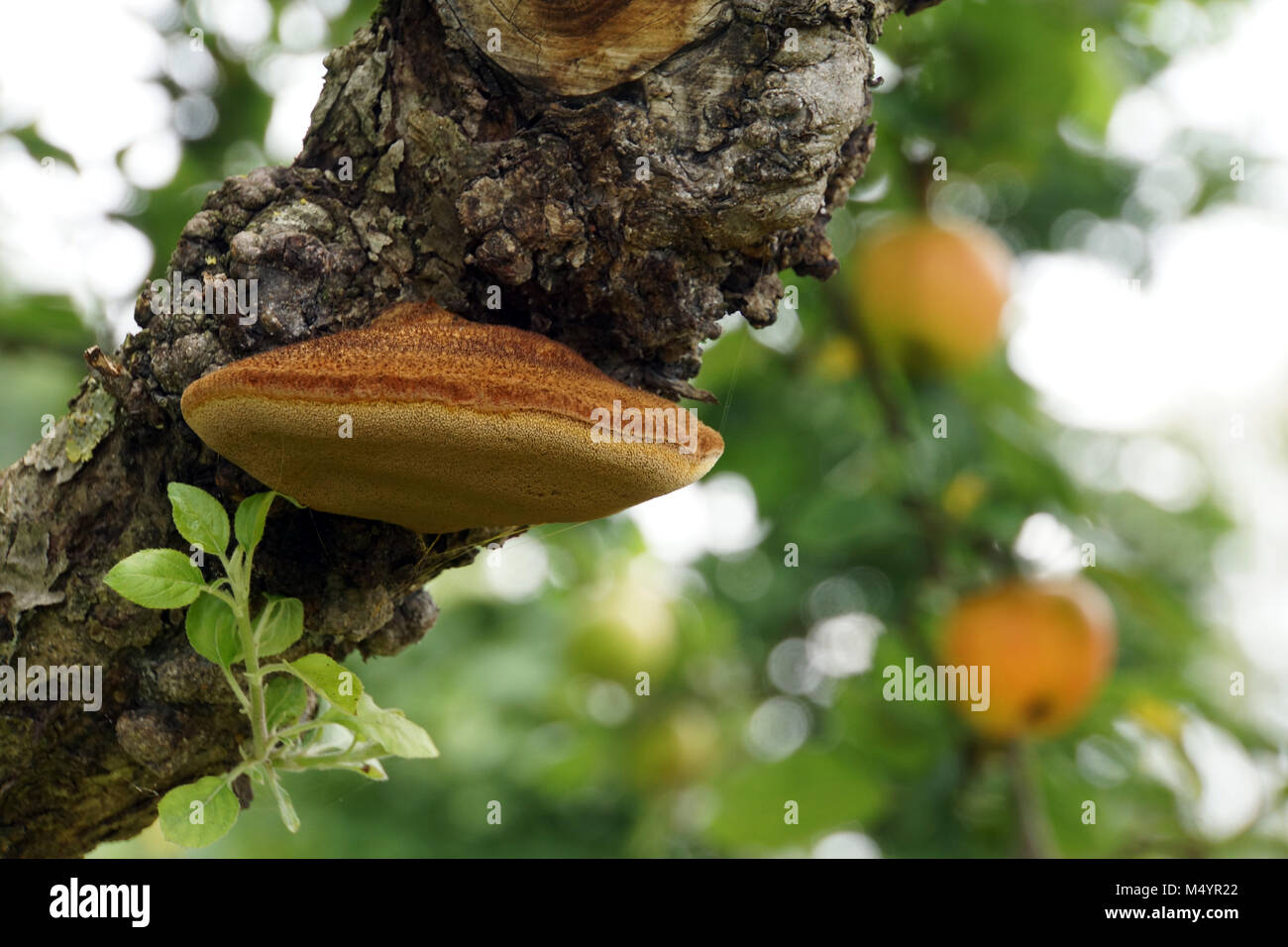 Inonotus hispidus hi-res stock photography and images - Alamy